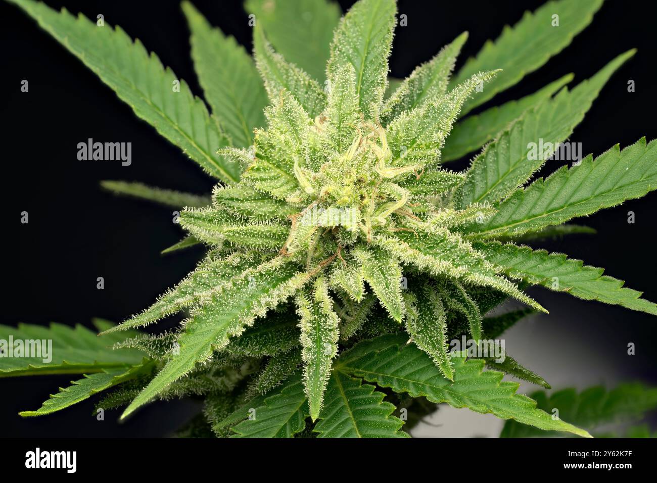 Macro detail of the resin excretion of a White Widow cannabis flower in ...