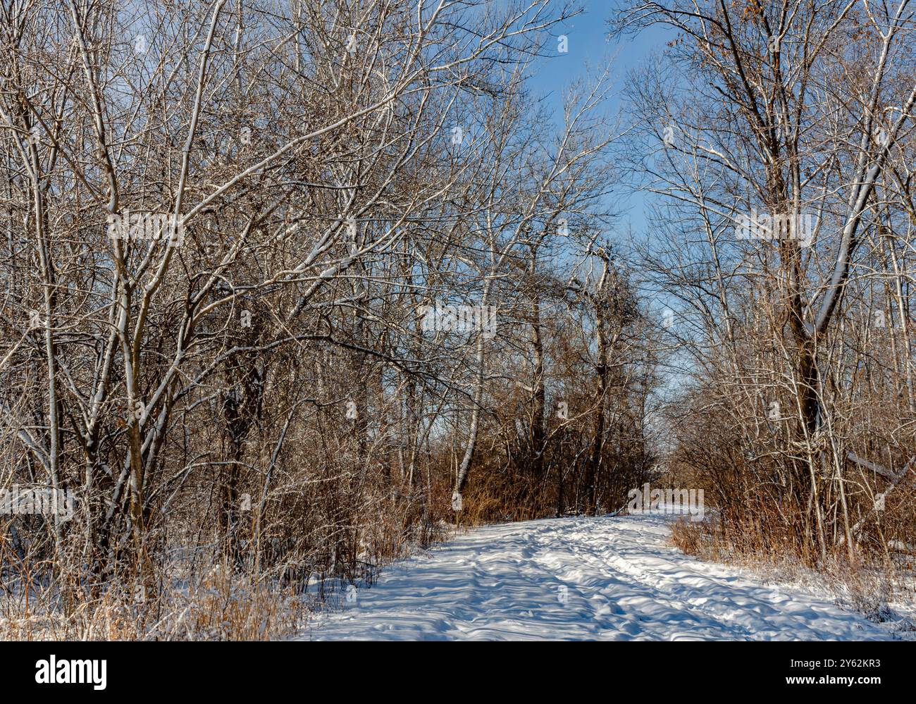 The forest is dusted with a fresh coating of snow and the trail filled ...