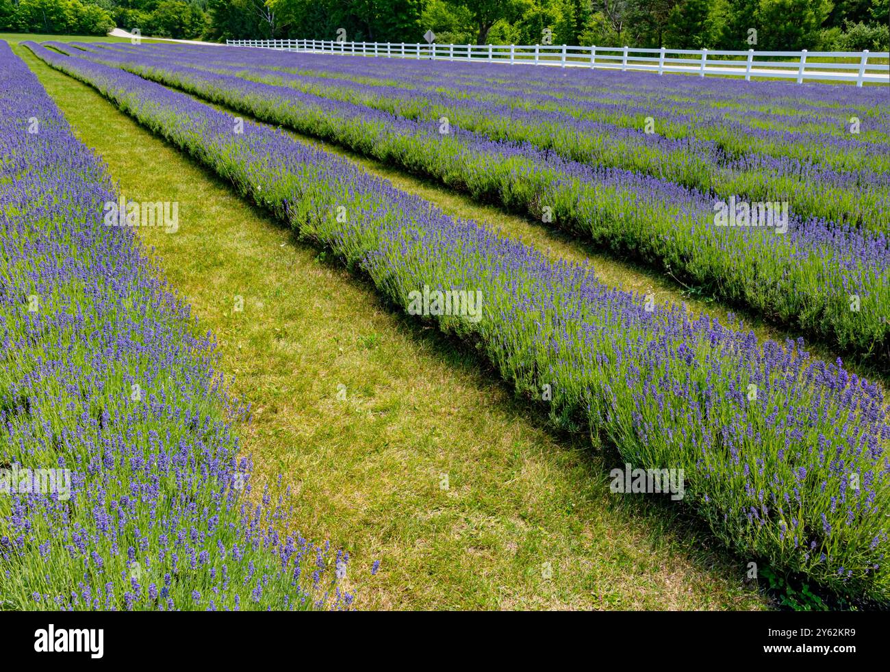 Rows of Lavender bloom in summer, Lavender farm, Washington Island ...