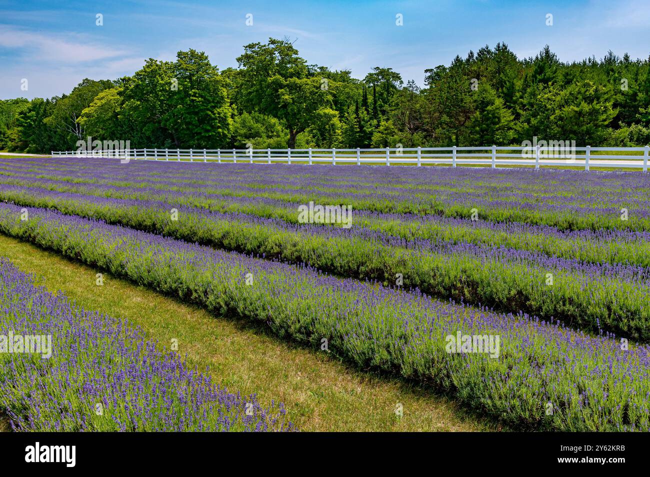 Rows of Lavender bloom in summer, Lavender farm, Washington Island ...