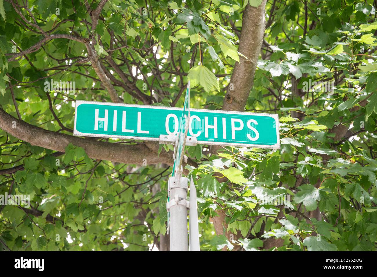 Hill O'Chips street sign in downtown St. John's, Newfoundland ...