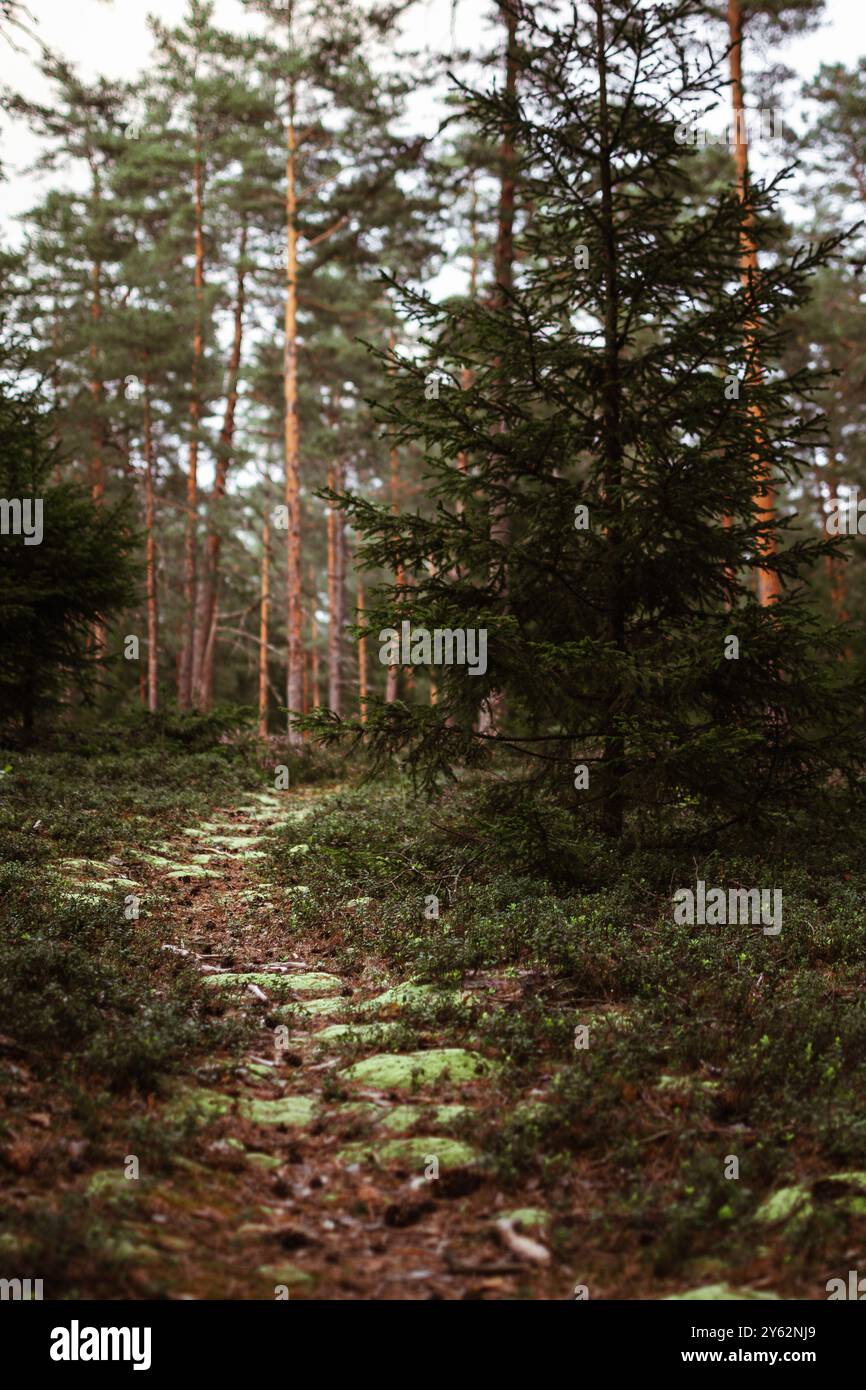 Foot path in the coniferous forest Stock Photo - Alamy