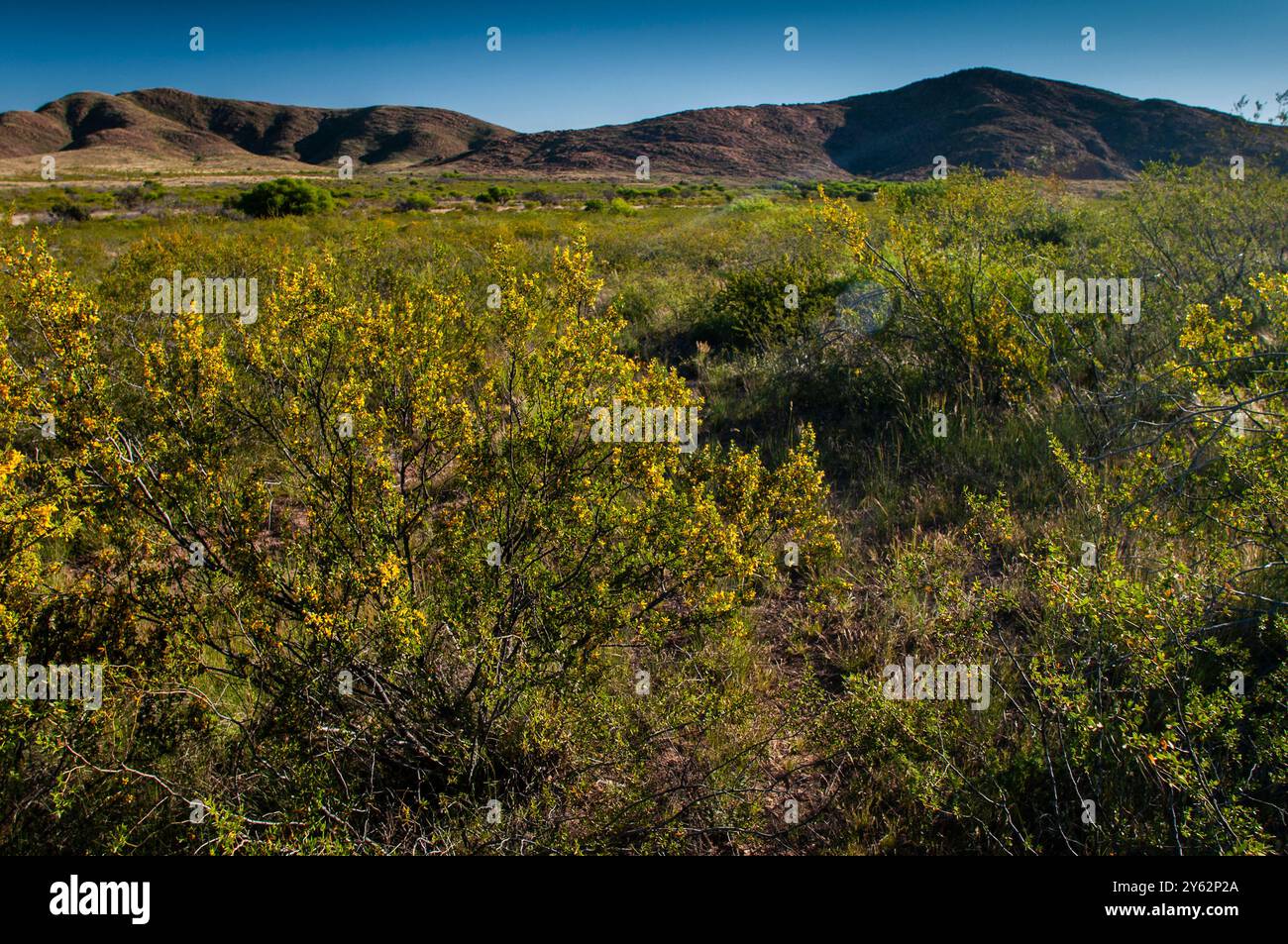 Creosote bush, Lihue Calel National Park, La Pampa, Argentina Stock ...
