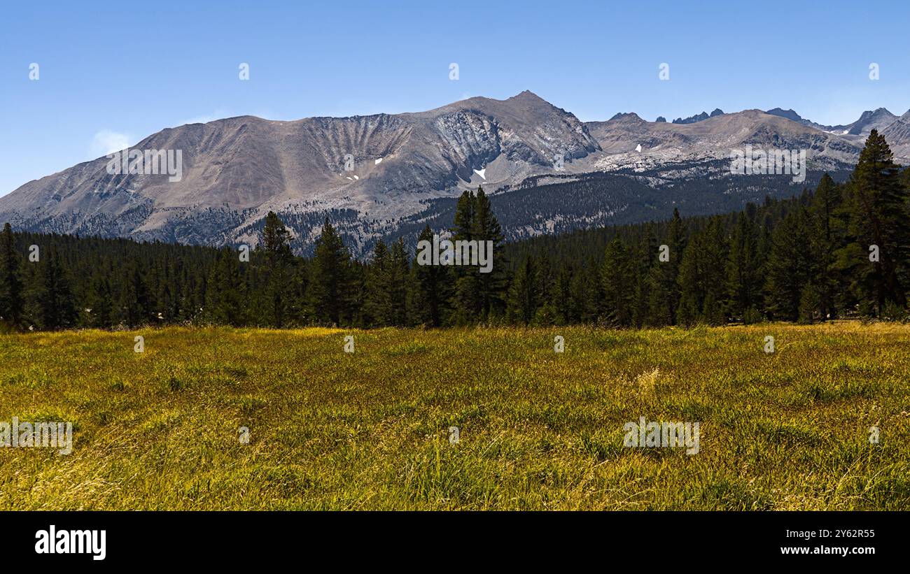 Valley with yellow grass and green pine trees in front of white granite ...