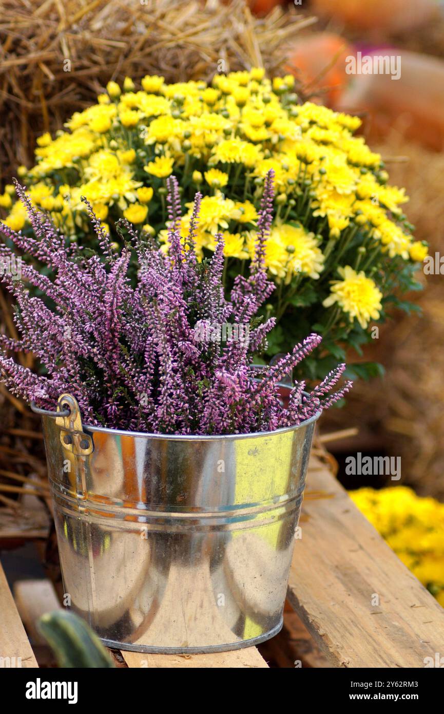 A close-up photograph of purple and lilac heather in a stainless steel ...