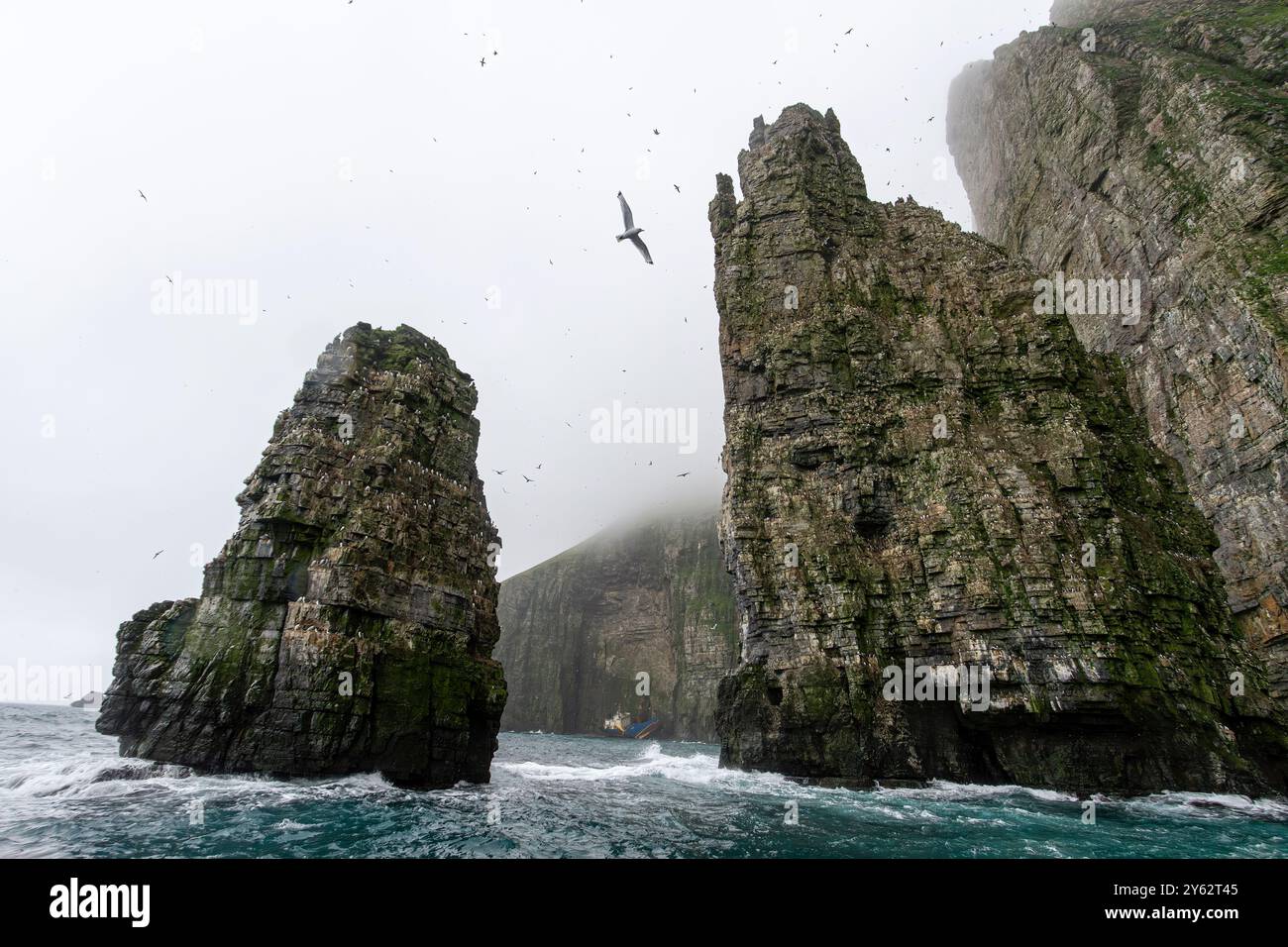 The Fuglefjellet cliffs (411m) on Bear Island (Bjørnøya) in the Svalbard Archipelago, Norway ...