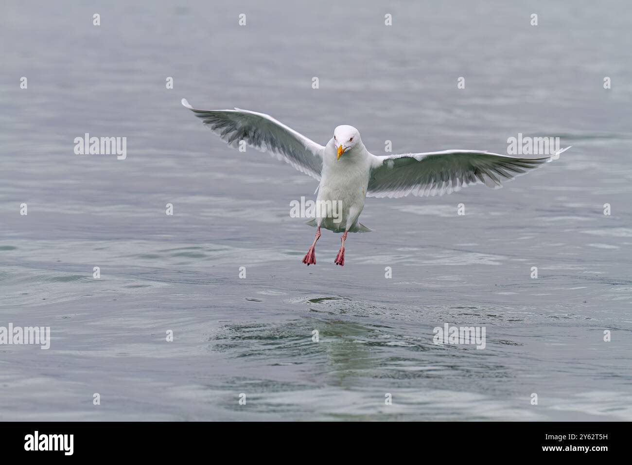 Adult glaucous gull (Larus hyperboreus) landing on the sea in the ...