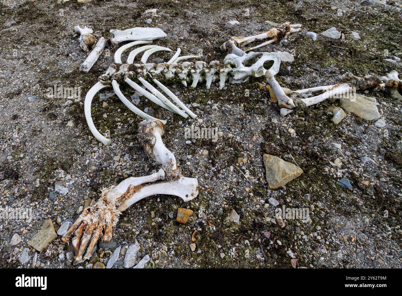 Odobenus rosmarus skeleton hi-res stock photography and images - Alamy