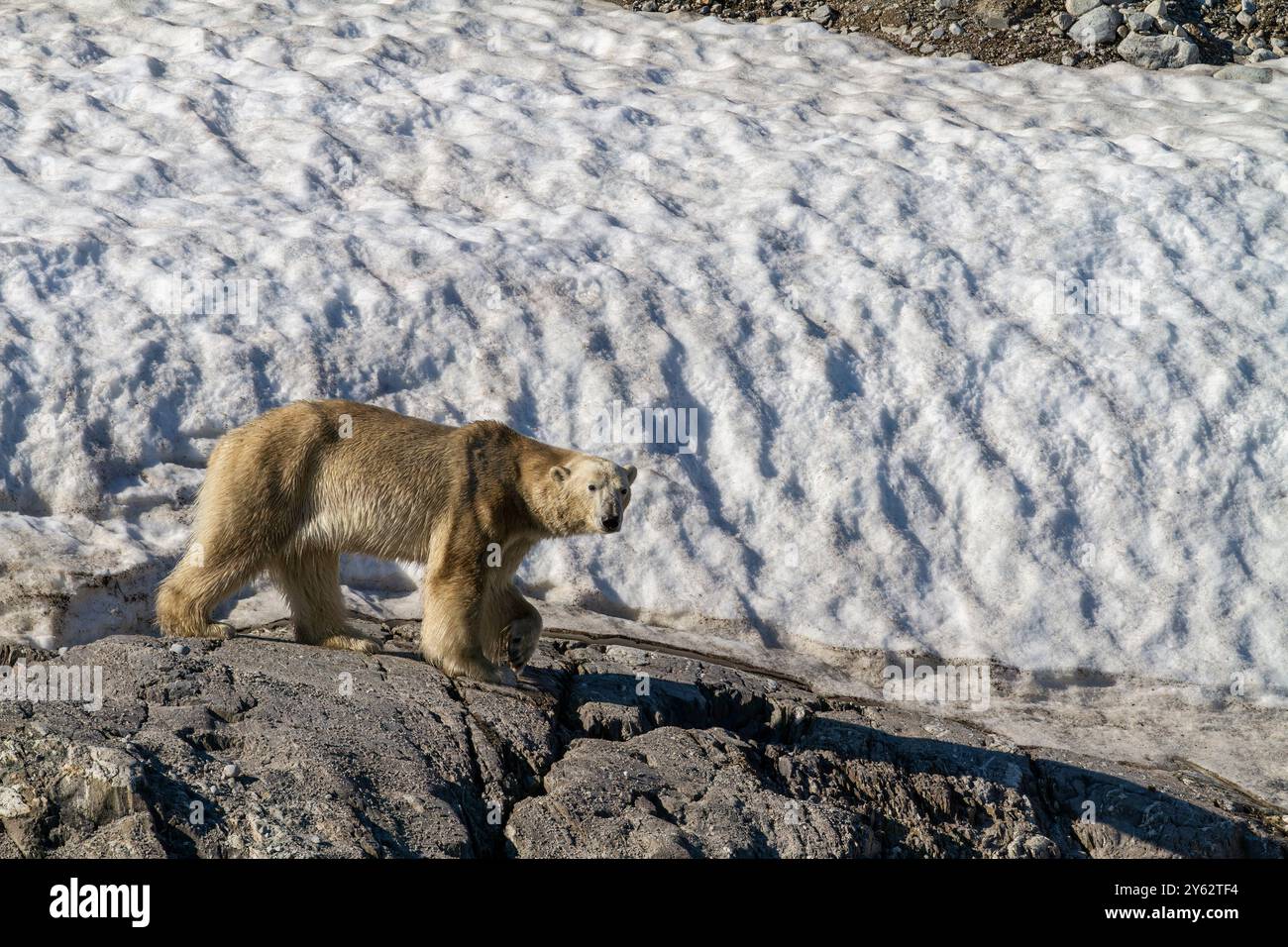 An old, emaciated adult male polar bear (Ursus maritimus) desperately ...