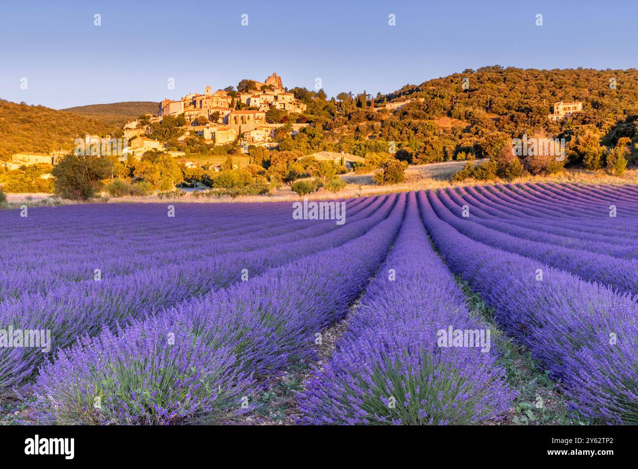 Lavender fields at the medieval village of Simiane La Rotonde, Luberon ...