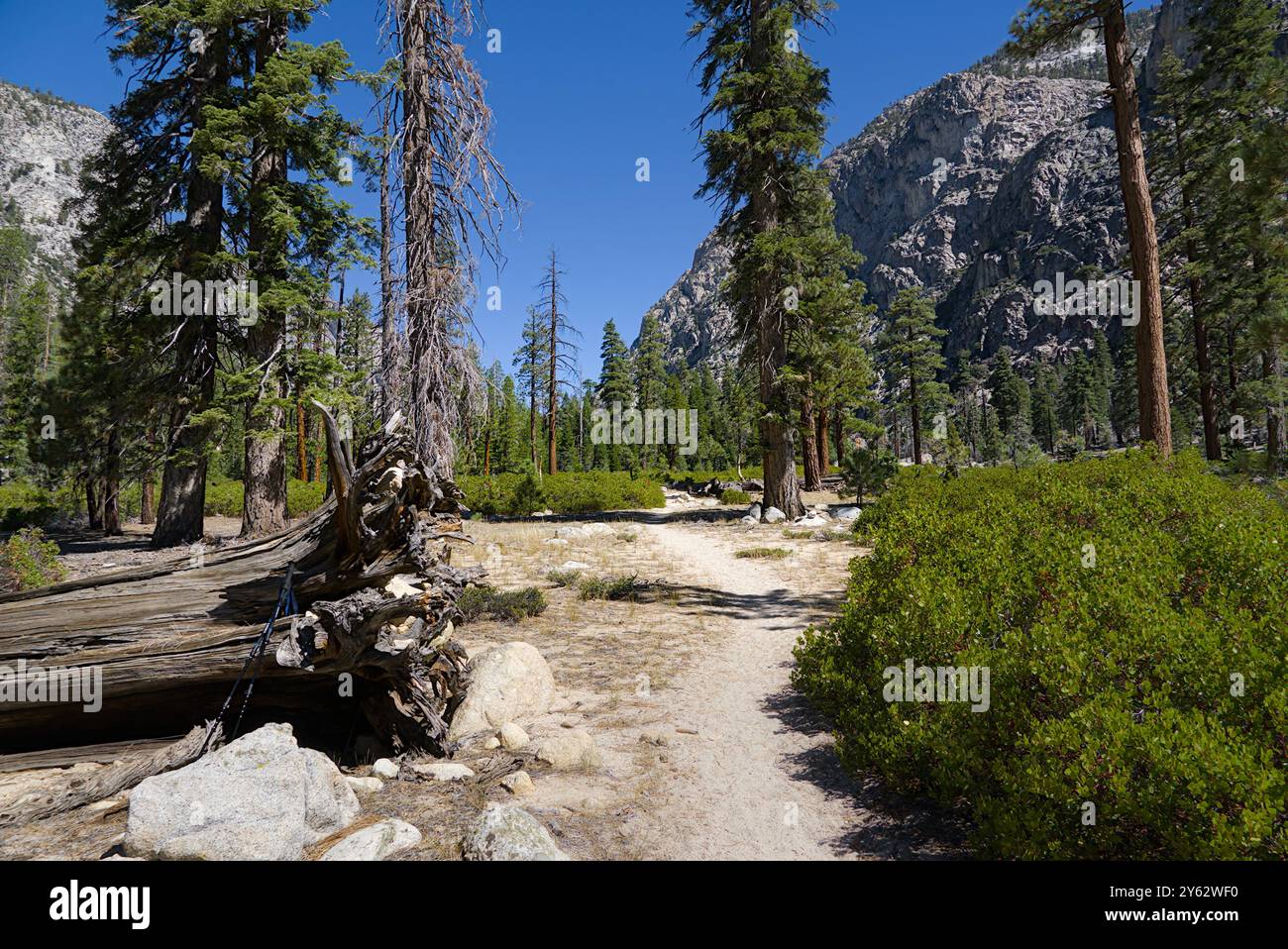 Hiking trail pass through a valley with pine trees Stock Photo - Alamy
