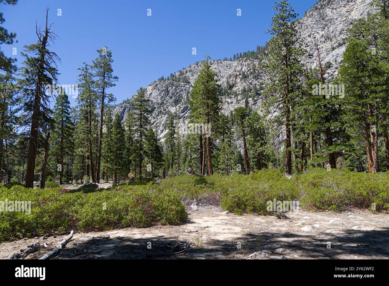 Hiking trail pass through a valley with pine trees Stock Photo - Alamy