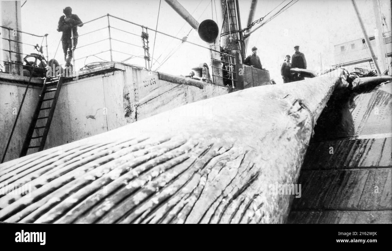 Whaling in the Southern Ocean 1910-1920, processing whale carcass on ...