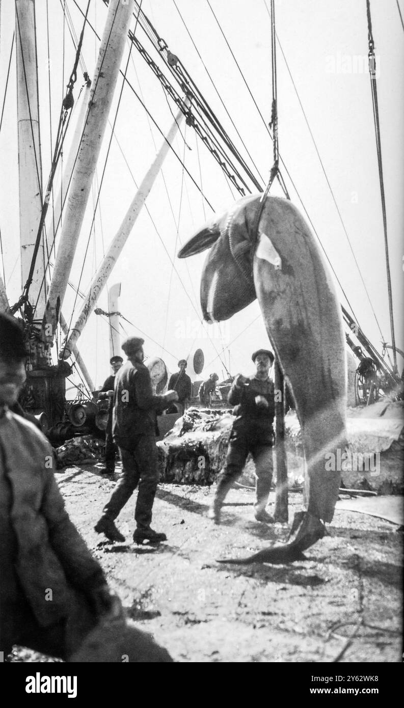 Whaling in the Southern Ocean 1910-1920, processing whale carcass on ...