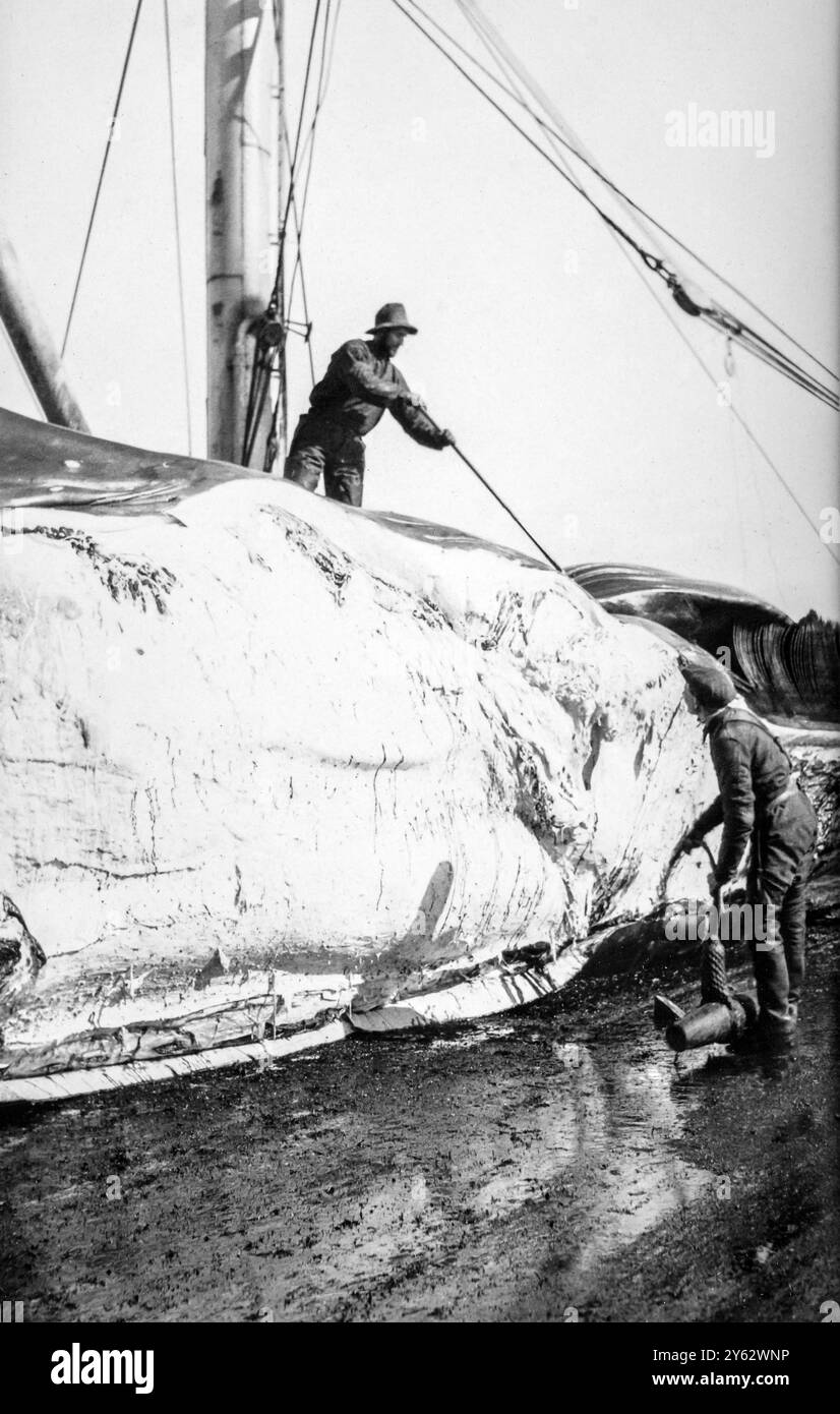 Whaling in the Southern Ocean 1910-1920, processing whale carcass on ...