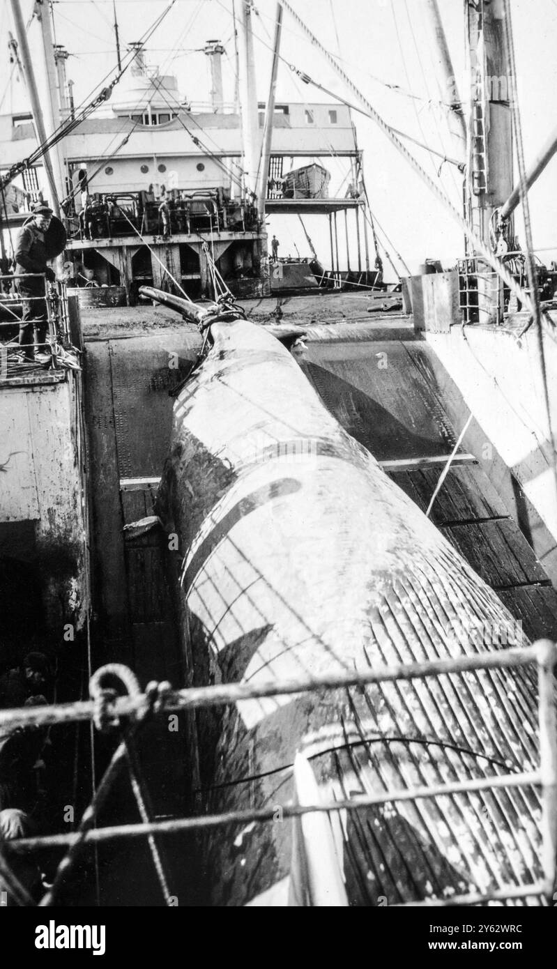 Whaling in the Southern Ocean 1910-1920, processing whale carcass on ...