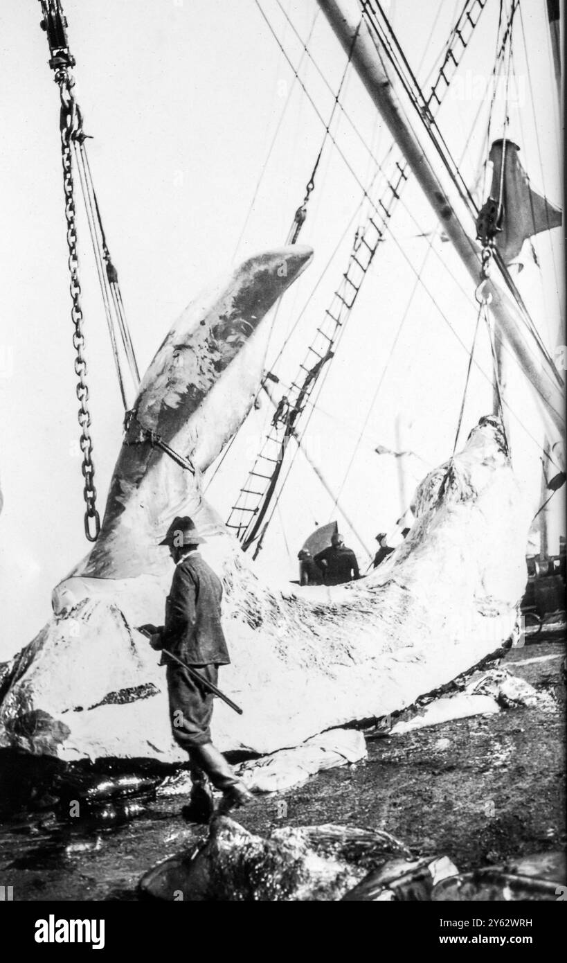 Whaling in the Southern Ocean 1910-1920, processing whale carcass on ...