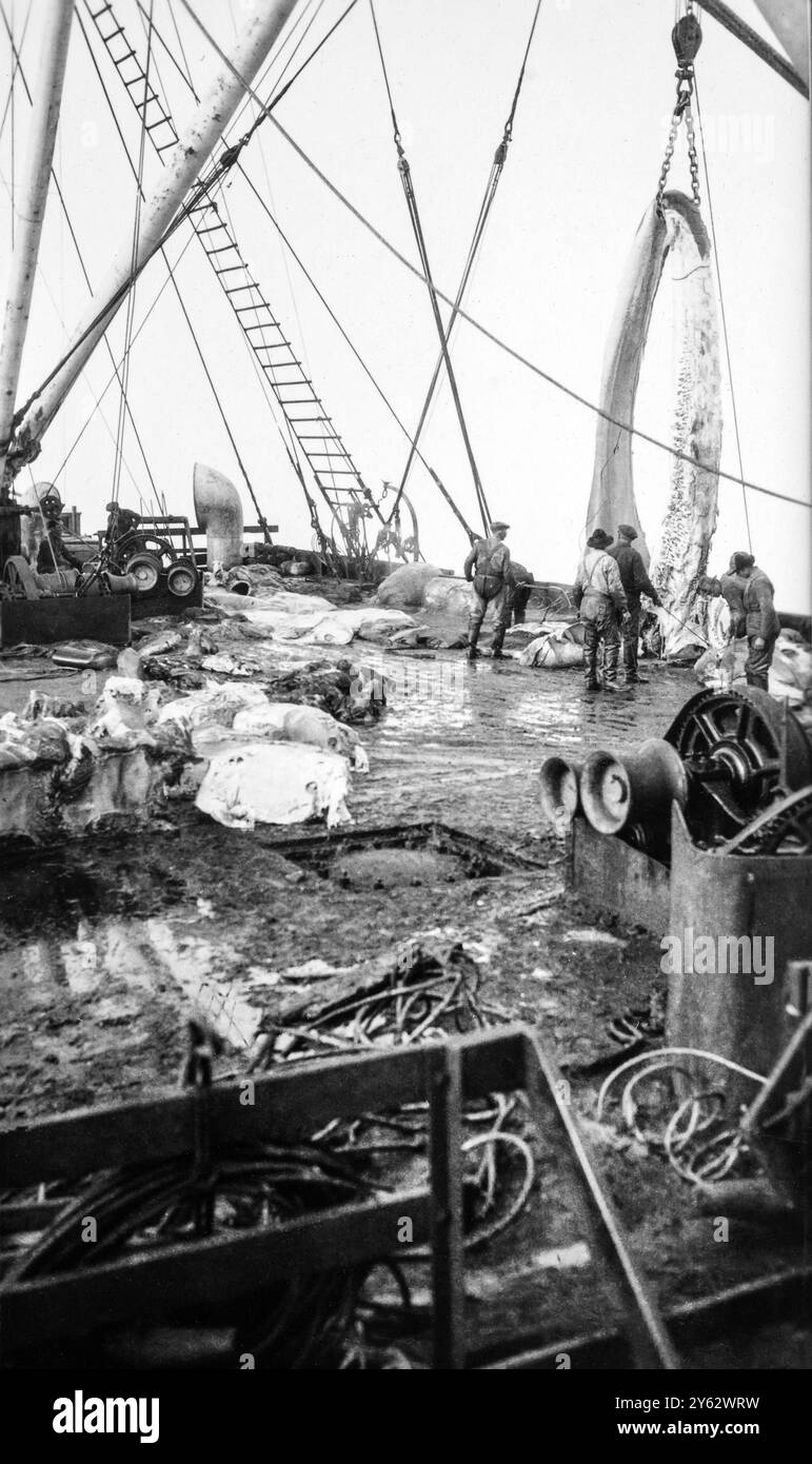 Whaling in the Southern Ocean 1910-1920, processing whale carcass on ...
