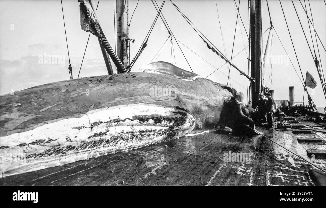 Whaling in the Southern Ocean 1910-1920, processing whale carcass on ...