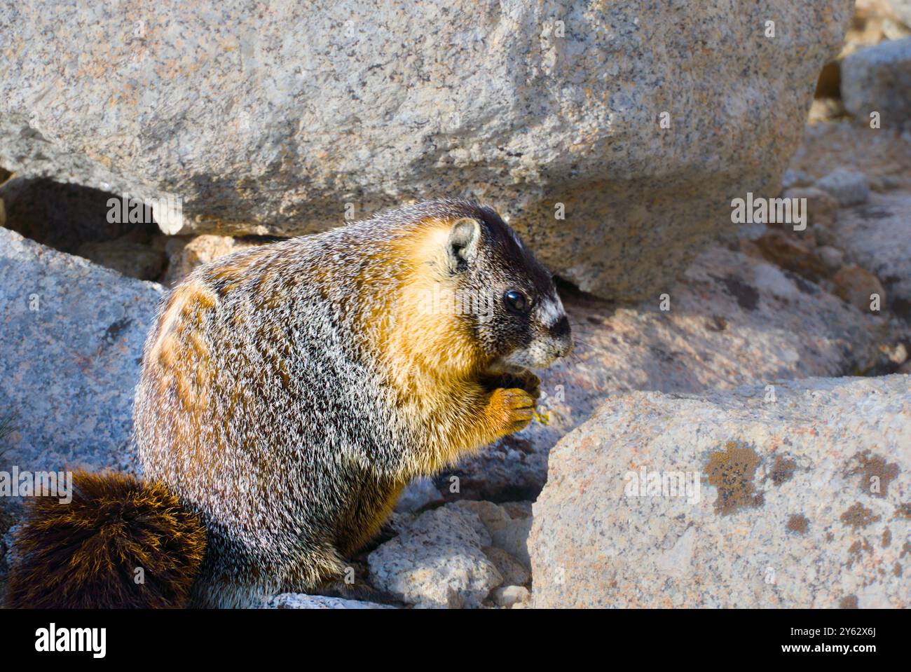 Marmot at Trail Camp in Mt. Whitney wilderness Stock Photo - Alamy