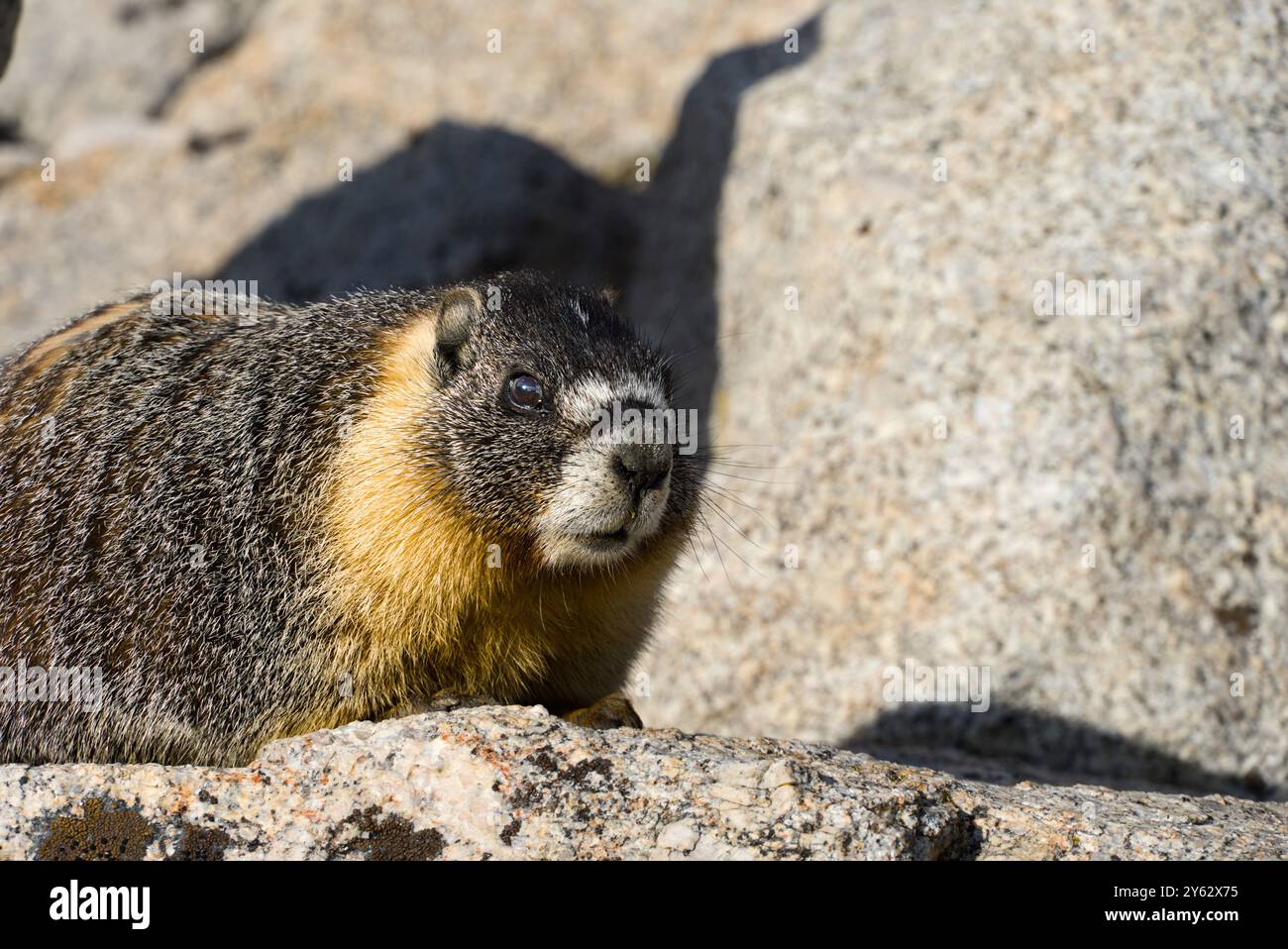 Marmot at Trail Camp in Mt. Whitney wilderness Stock Photo - Alamy