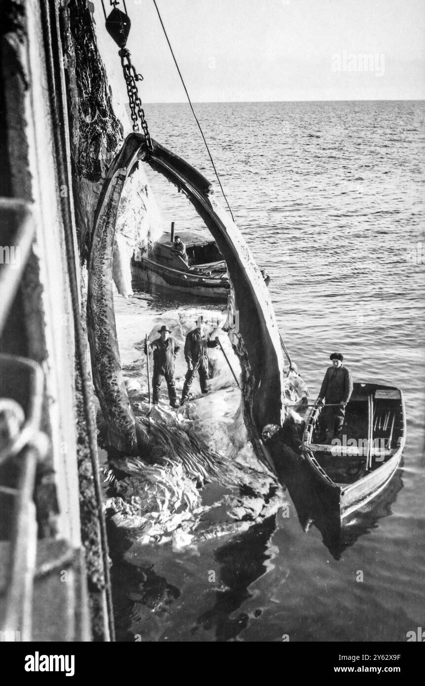 Whaling in the Southern Ocean 1910-1920, processing whale carcass on ...
