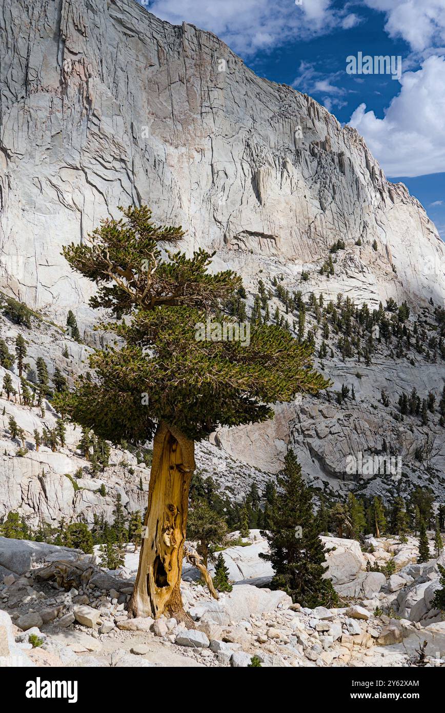 Stone pine tree trees hi-res stock photography and images - Alamy