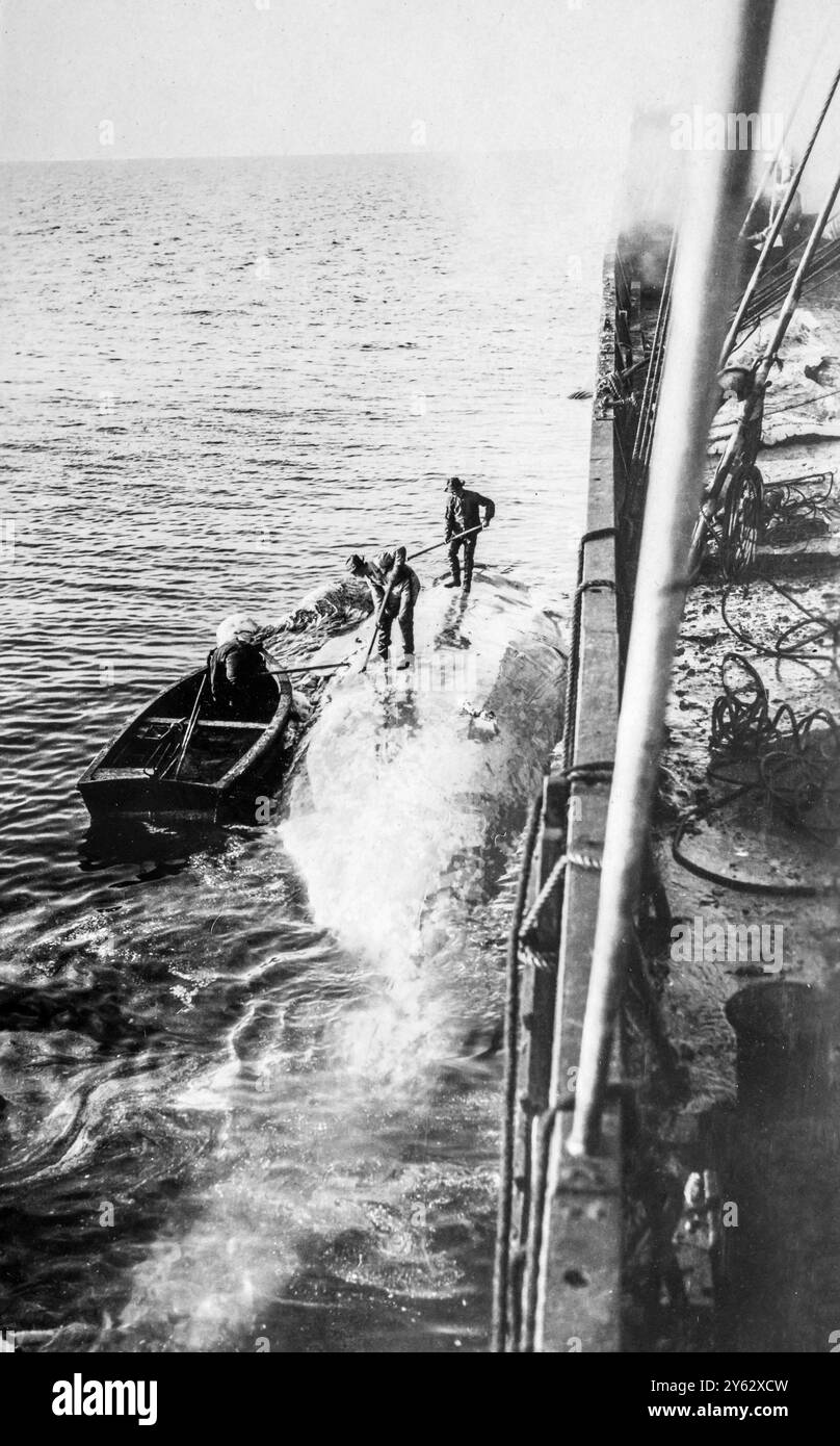 Whaling in the Southern Ocean 1910-1920, processing whale carcass on ...