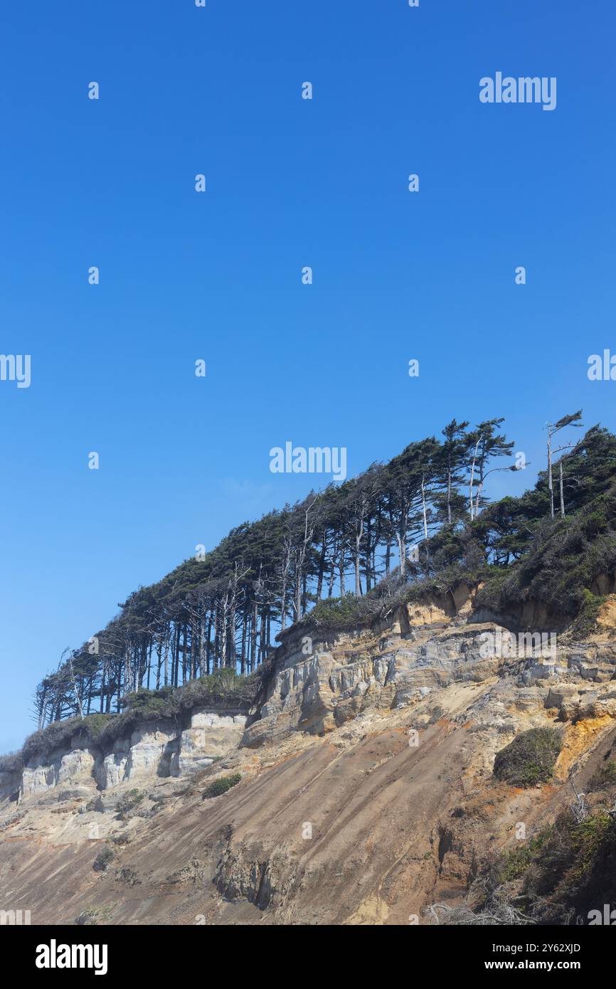 A row of trees in a diagonal line on a cliff at Beverly Beach on the ...