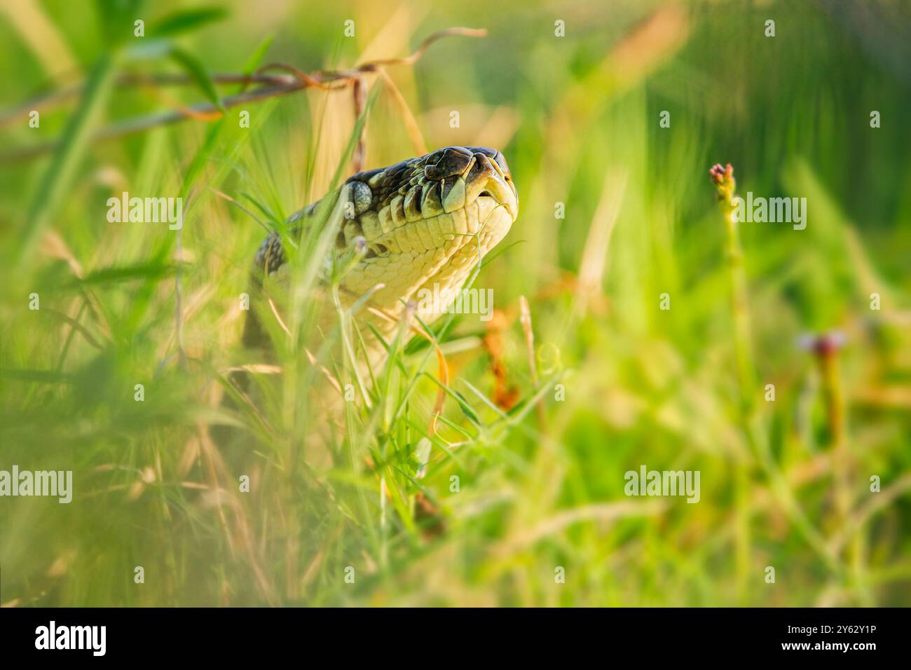Carpet Pythons are large, non-venomous snakes native to Australia and ...