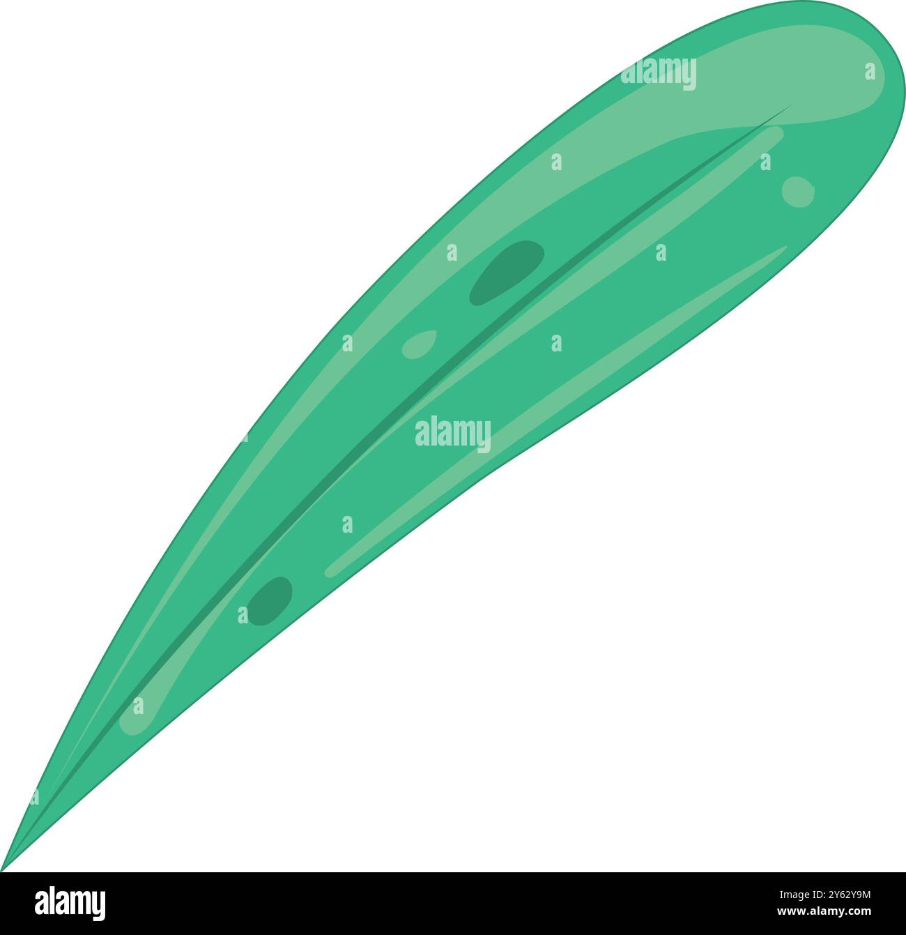 Single green leaf with smooth surface and pointed tip Vector Stock ...
