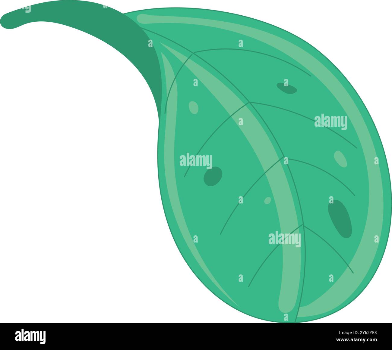 Single green leaf with soft texture and detailed veins Vector Stock ...