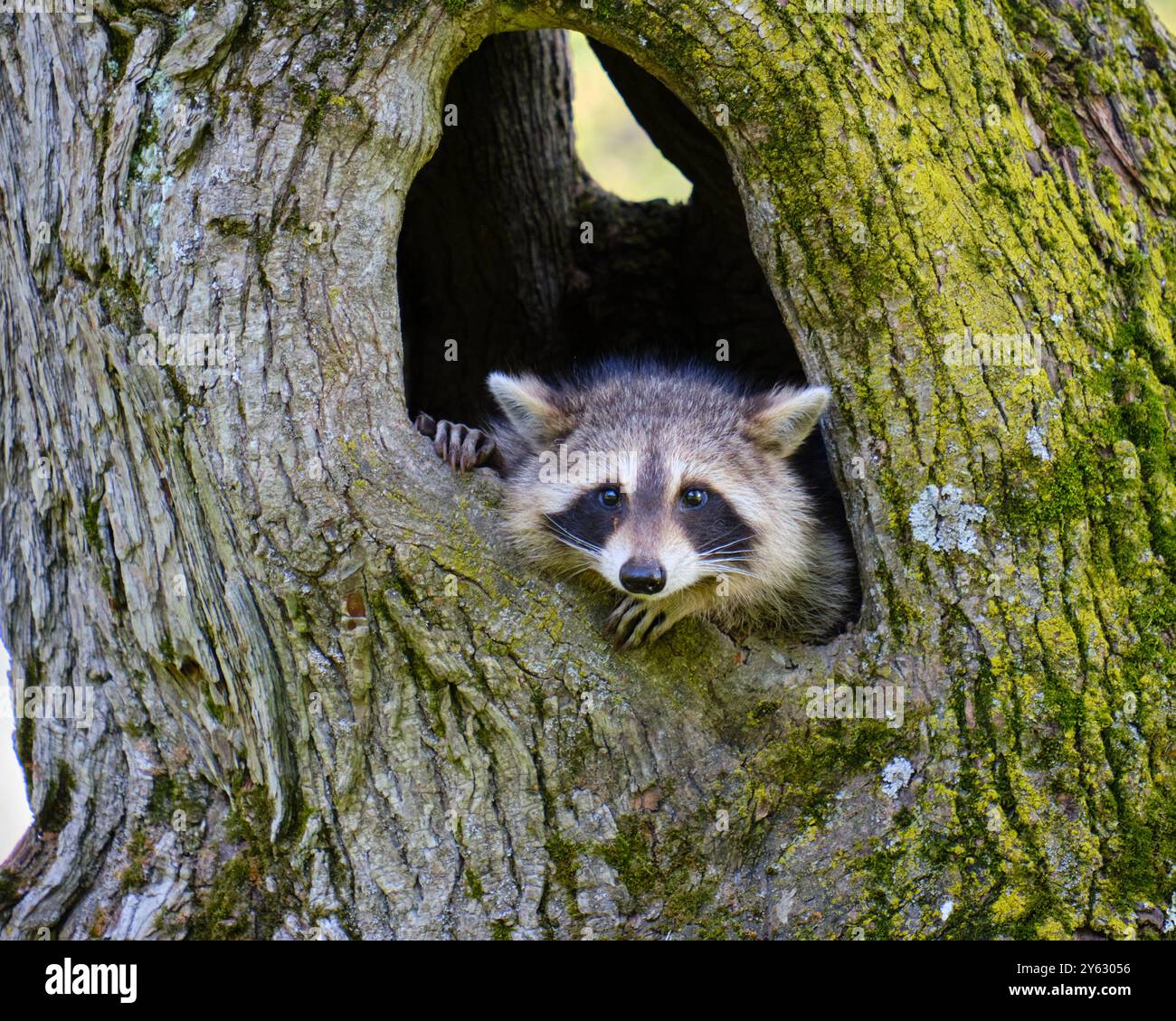 juvenile raccoon peeking through hole in tree trunk Stock Photo - Alamy