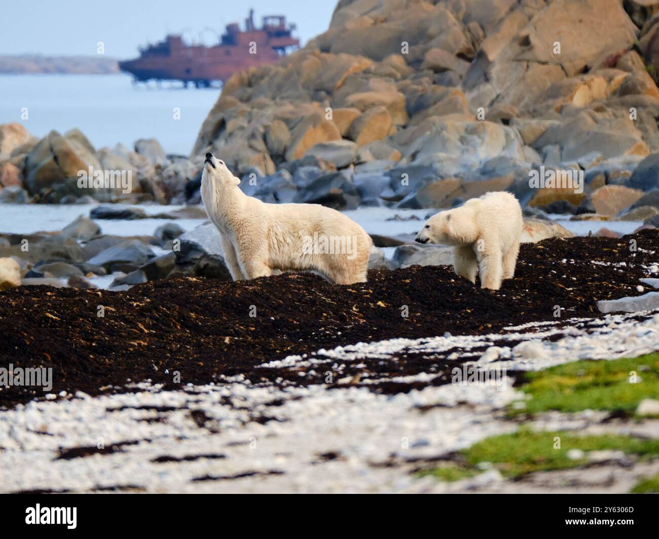 Mother and cub Polar bears walking in seaweed beach with the wreck of ...