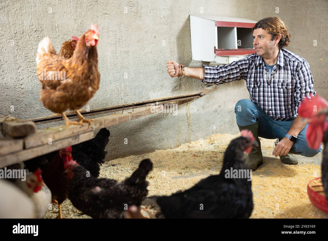 Middle aged european male farm worker hand-feeding hens Stock Photo - Alamy