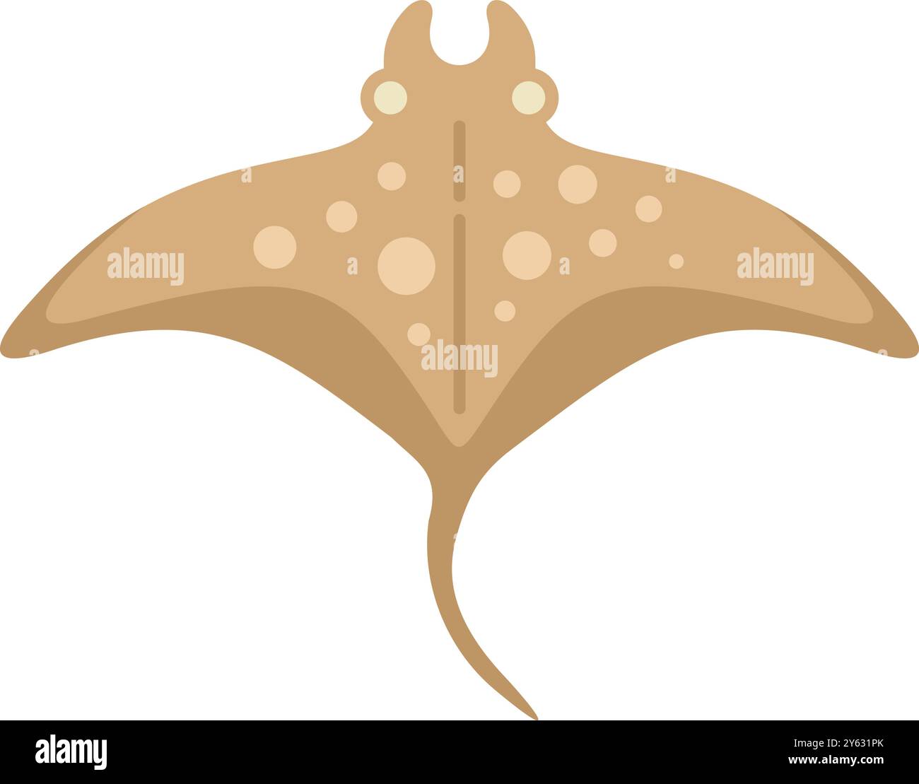 Spotted eagle ray swimming with its mouth open, dorsal view of marine ...