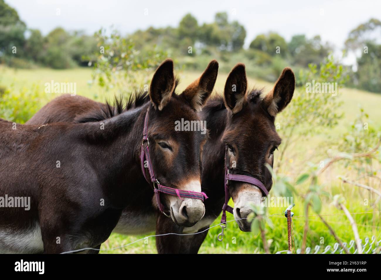 Animalscenery hi-res stock photography and images - Alamy