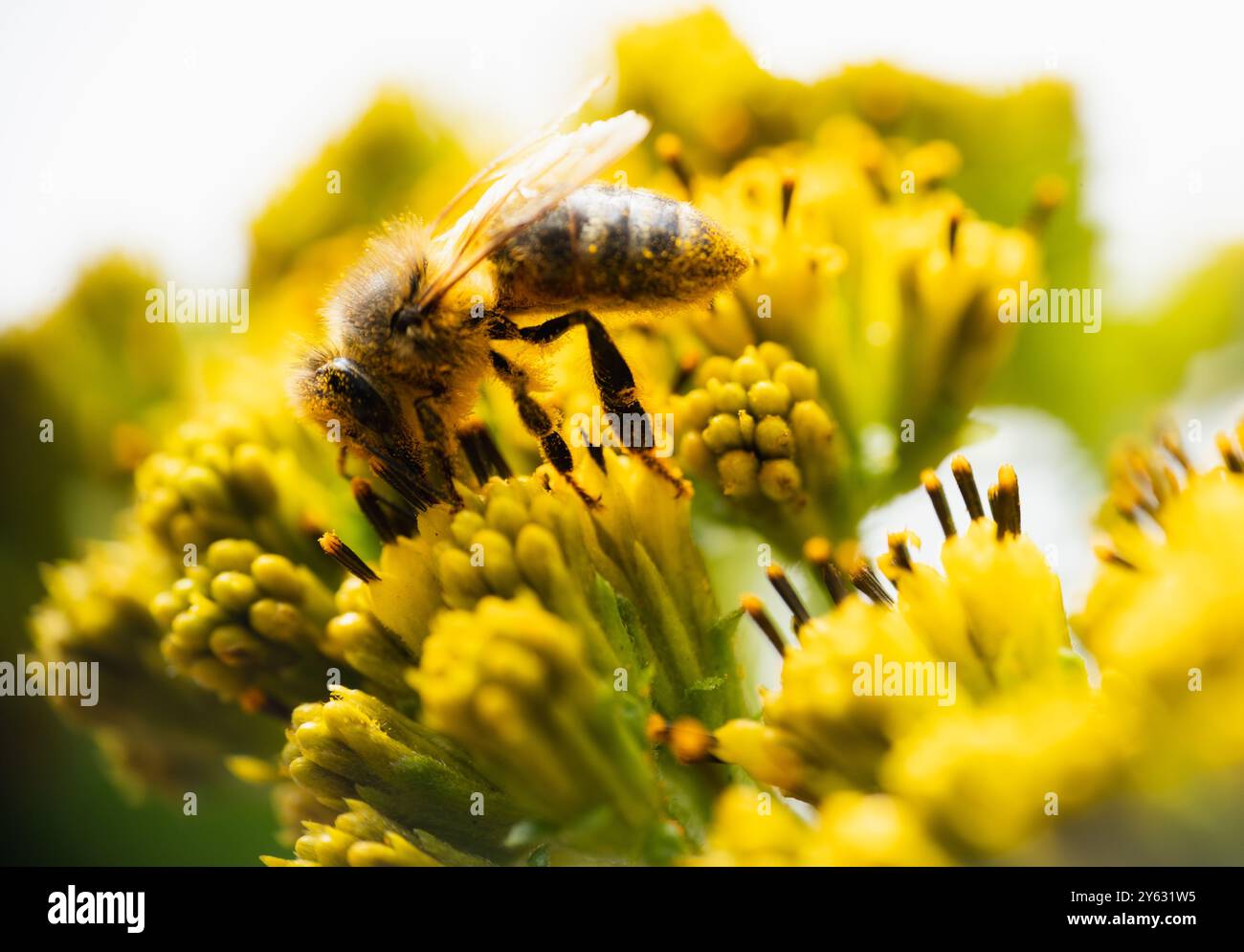 Cactus abejas hi-res stock photography and images - Alamy
