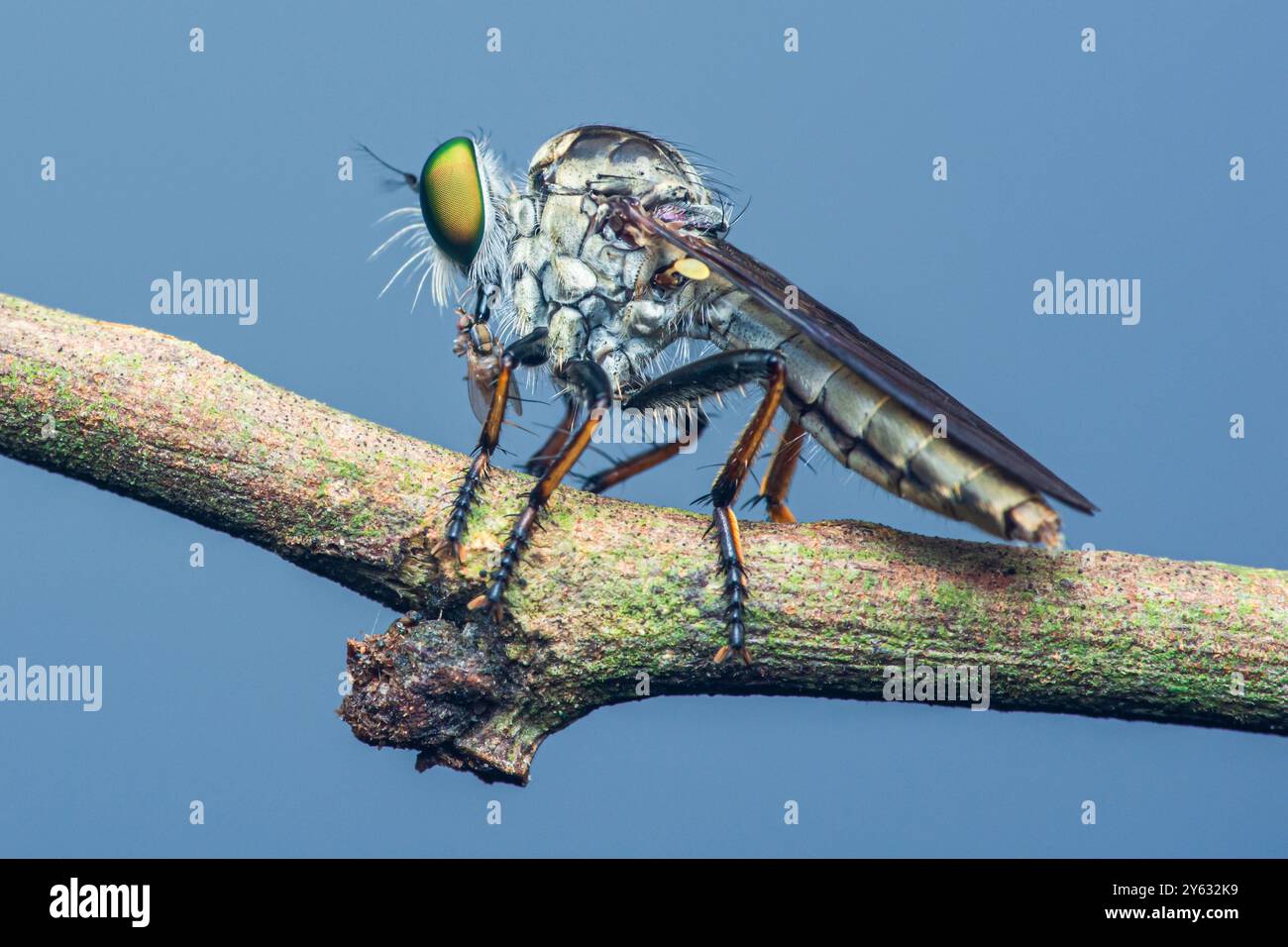 Robber fly perched on a twig, eating a fly in nature. Predator insect ...