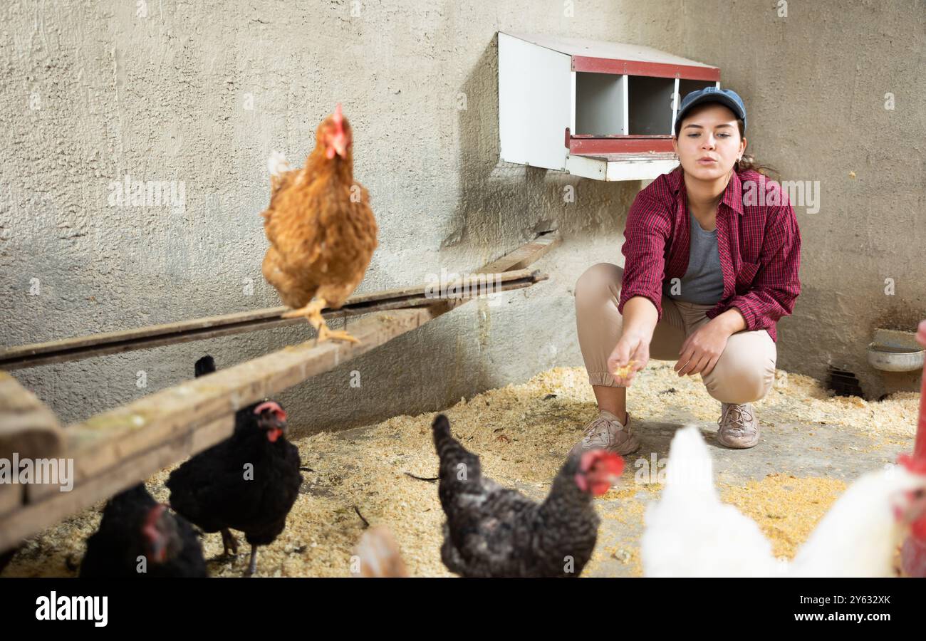 How to raise hens hi-res stock photography and images - Alamy