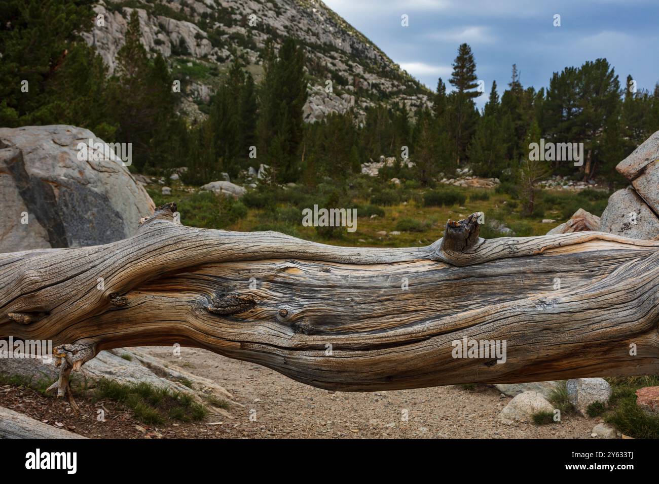 Weathered wood along the Rock Creek hike which starts at the Mosquito ...