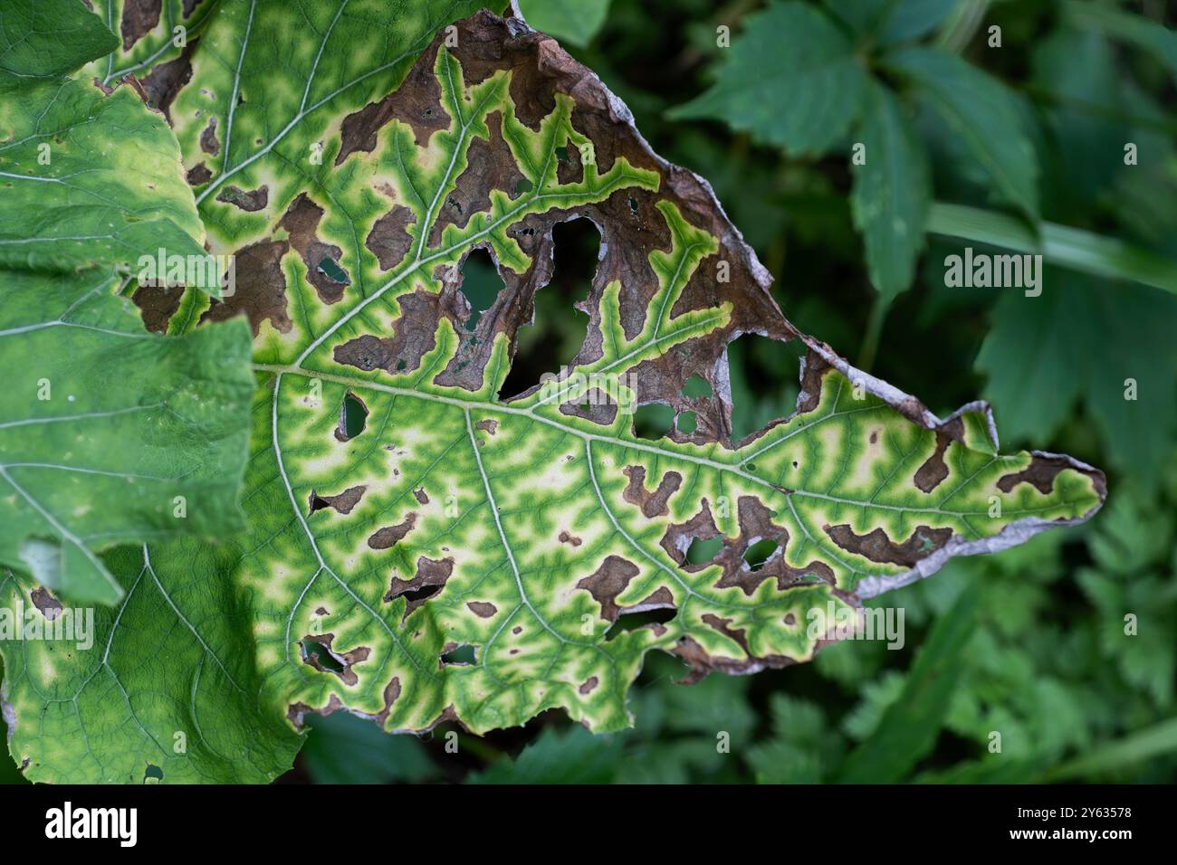 Fungus diseases hi-res stock photography and images - Alamy