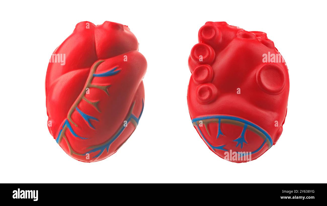 Back and Frontside of a model of a heart isolated on white background ...
