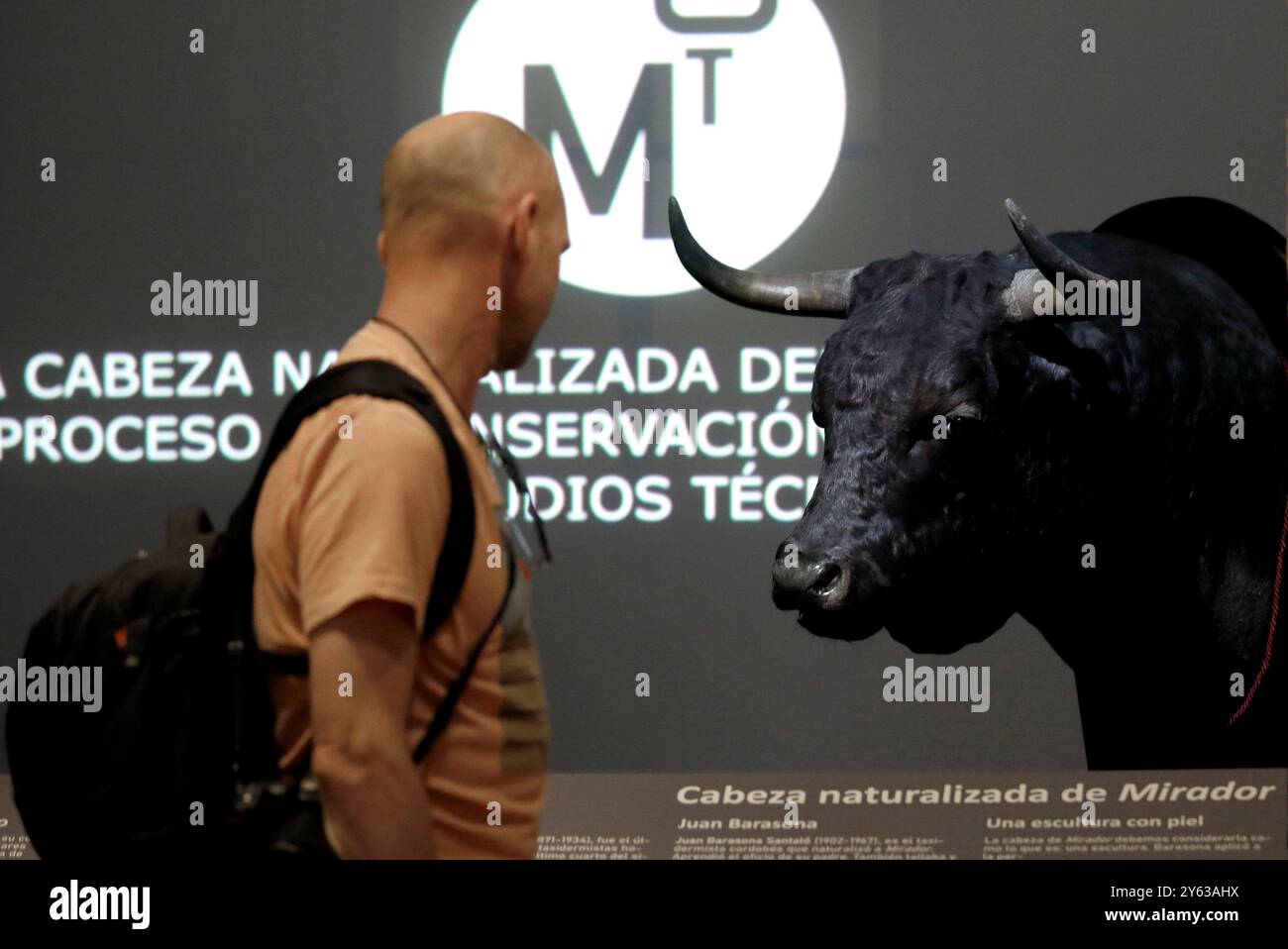 Córdoba, 17/10/2019. Cabeza de Mirador, the bull with which the ...