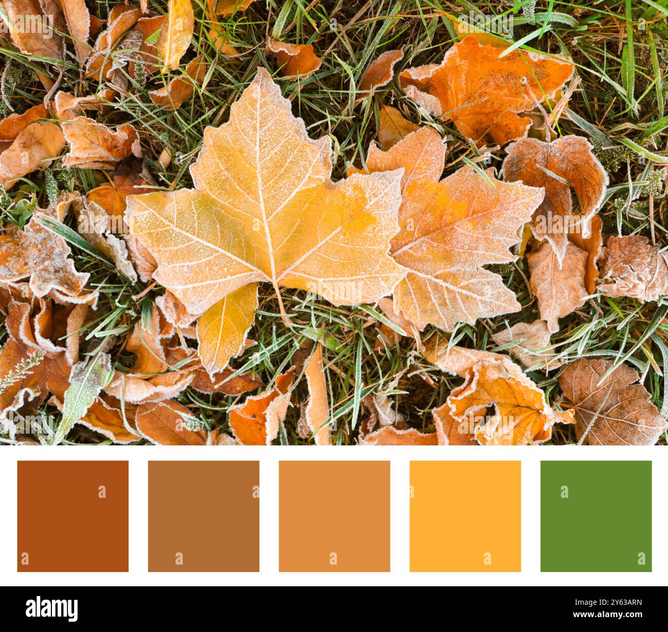 Shades of autumn. Picture of orange leaves on grass and matching color ...