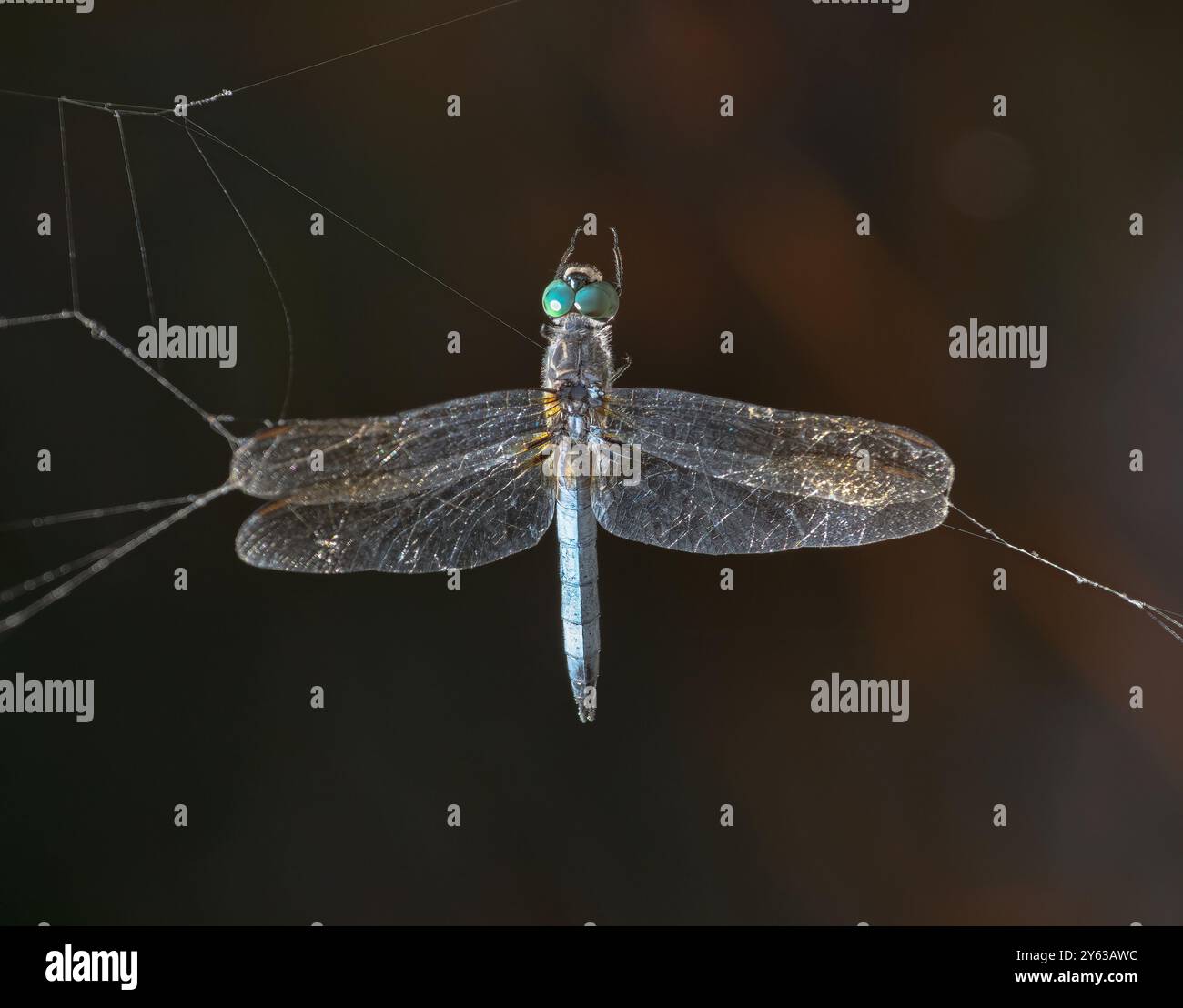 Blue Dasher Dragonfly caught in spider's web, Washburn Memorial Park ...