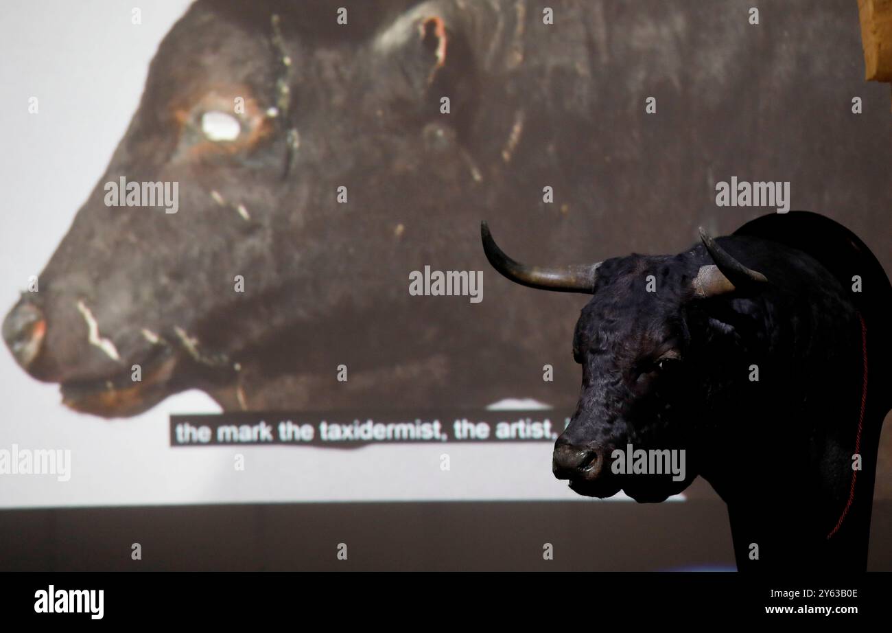 Córdoba, 17/10/2019. Cabeza de Mirador, the bull with which the ...
