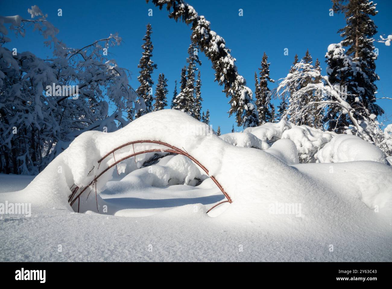 Stunning white wonderland covered boreal forest with spruce, pine trees in winter with snowy ...
