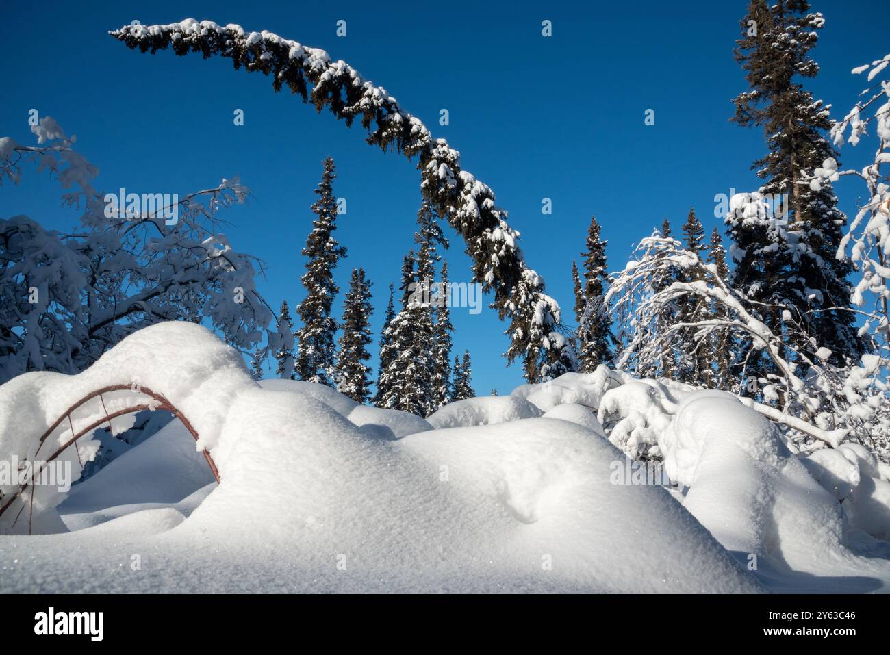 Stunning white wonderland covered boreal forest with spruce, pine trees in winter with snowy ...