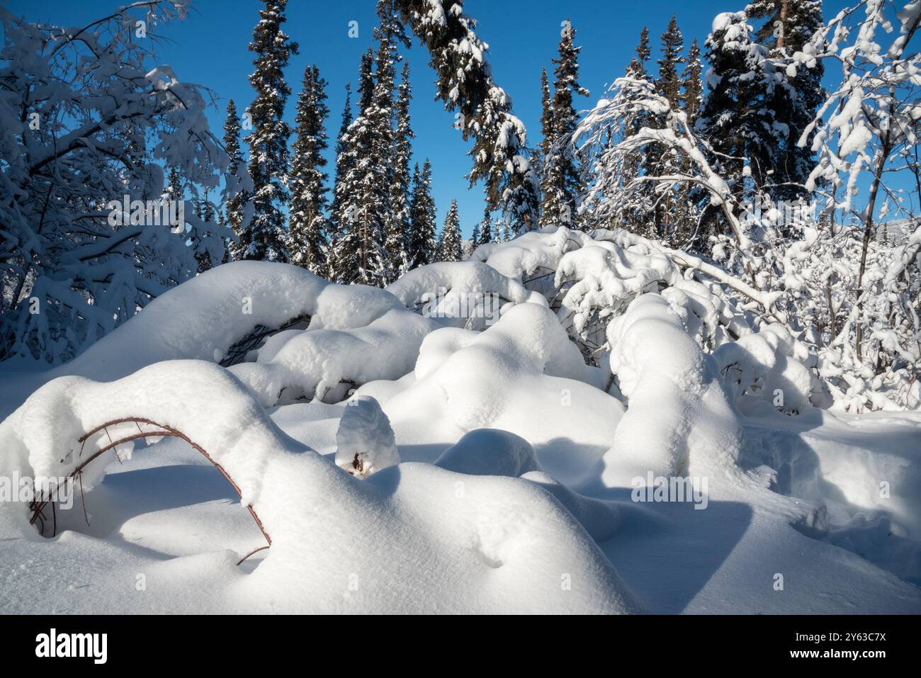 Whole tree in snow white hi-res stock photography and images - Alamy